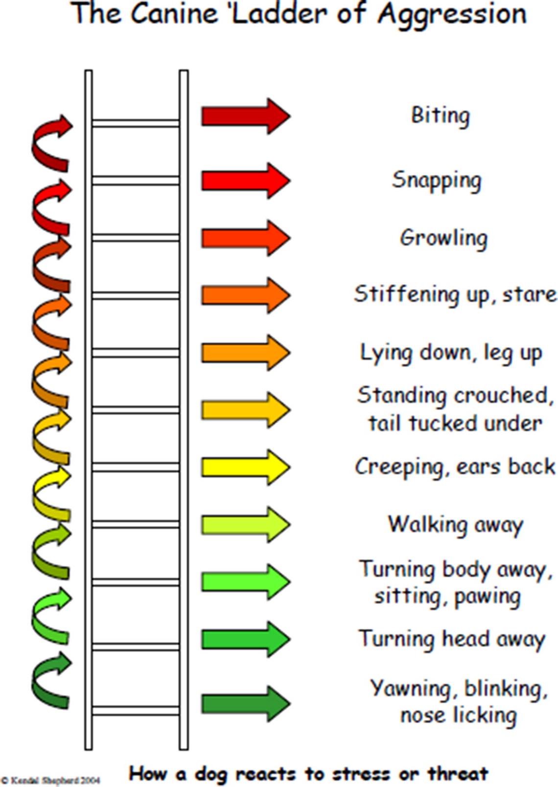 Let’s talk handling: how to keep your canine patients’ tails wagging ...
