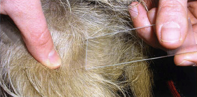 Atopic skin disease - diagnosis and treatment by Frances Gaudiano ...