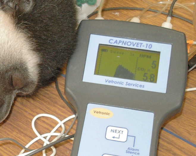 Capnography for veterinary nurses – Part 2: Capnograms and the ...