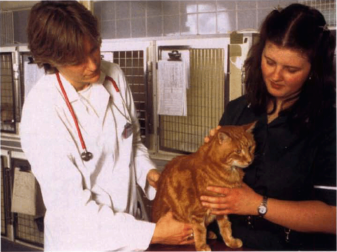 Role of the Nurse Mentor Part 2 by Sue Badger - British Veterinary ...