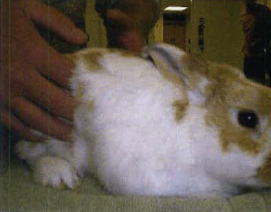 Caring for rabbits in practice by Suzanne Moyes - British Veterinary ...