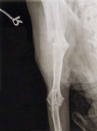 Advanced positioning techniques by Johanna Page - British Veterinary ...