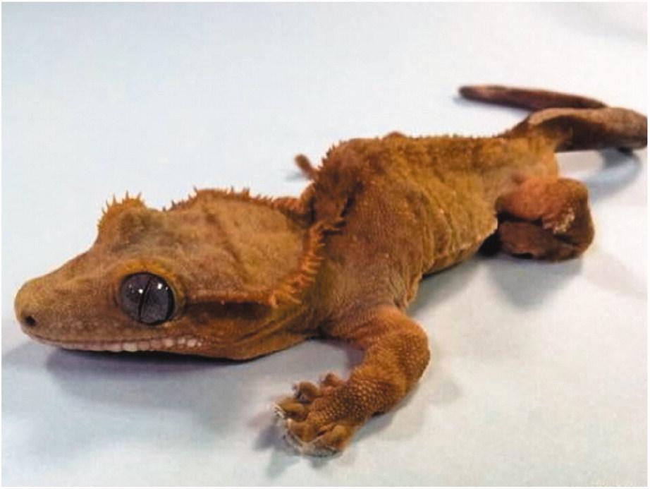 Nutritional secondary hyperparathyroidism in reptiles by Georgia Bell ...