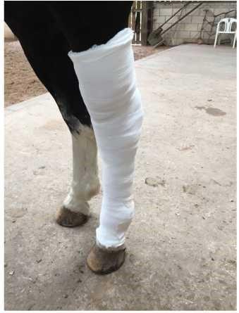 Best practice equine wound care and bandaging by Marie Claire ...