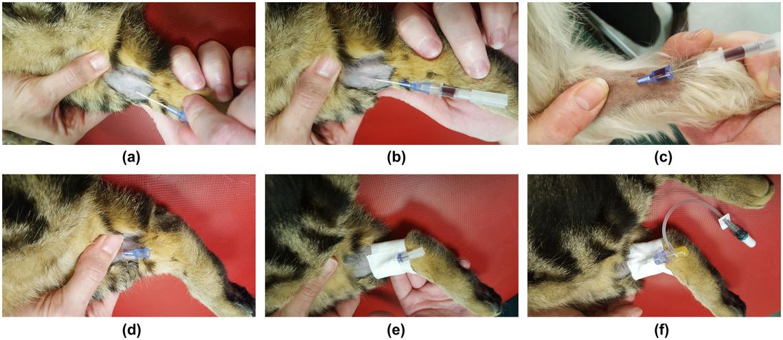 Peripheral intravenous catheter care in hospitalised cats and dogs by ...