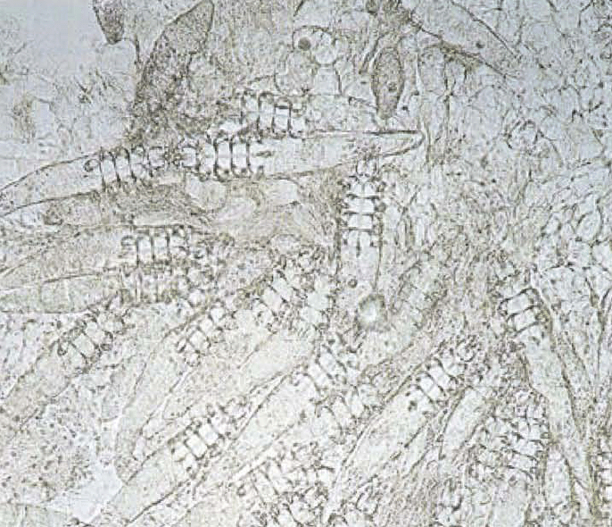 Introduction to canine skin and dermatology by Matthew Garland ...