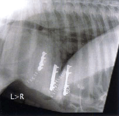 Understanding the normal neonatal foal by Bonny Millar - British ...