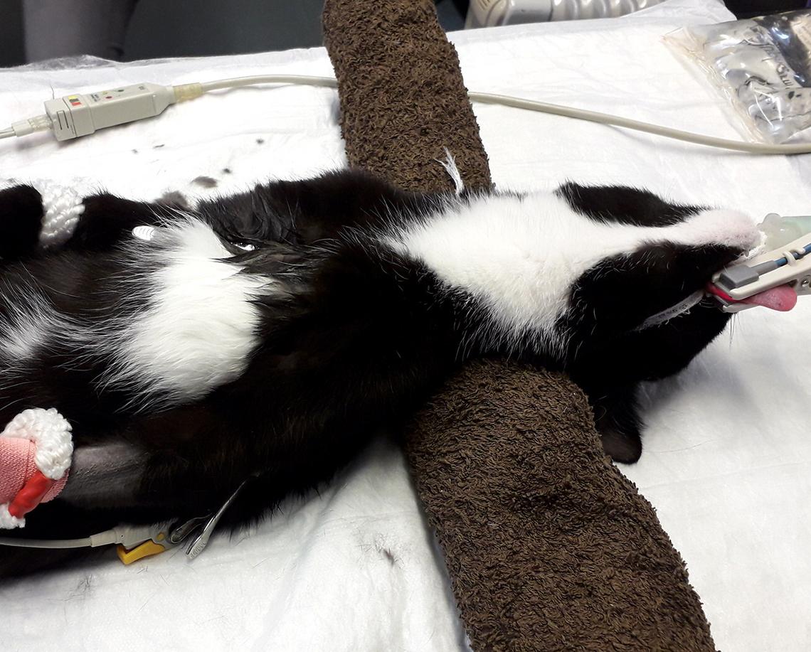 Surgical treatment of the hyperthyroid feline patient by Sarah Whiteman ...