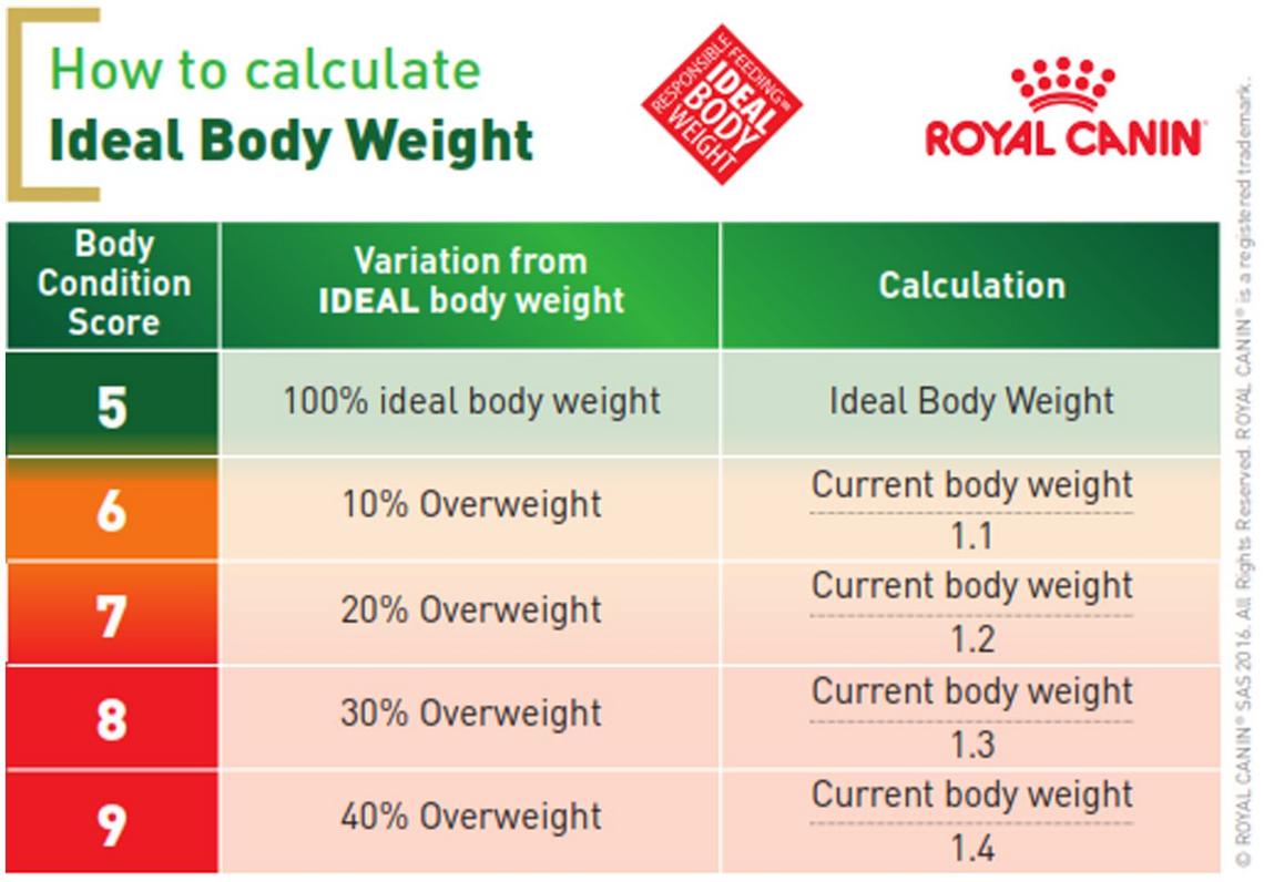 How to encourage management of feline obesity in practice by Louise ...