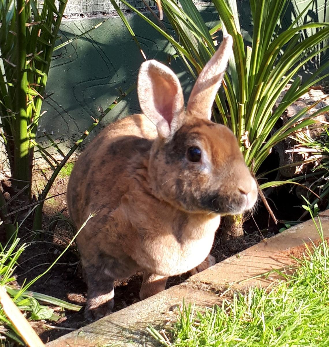 Pain in rabbits: a review for veterinary nurses, part 3: management of ...