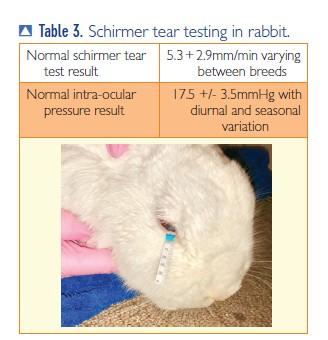 Nursing considerations for the ophthalmic rabbit patient by Amber Rose ...