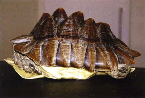 The importance of correct nutrition and husbandry in Hermann's ...