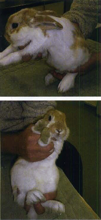 Caring for rabbits in practice by Suzanne Moyes - British Veterinary ...