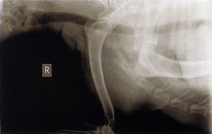 Advanced positioning techniques by Johanna Page - British Veterinary ...