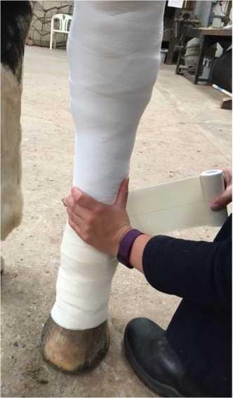 Best practice equine wound care and bandaging by Marie Claire ...