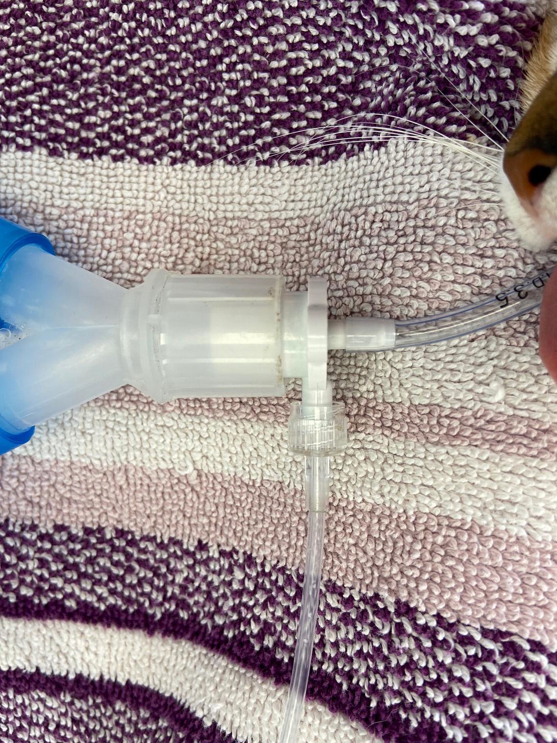 Capnography: the best anaesthetic monitoring tool? by Anarosa Wallace ...