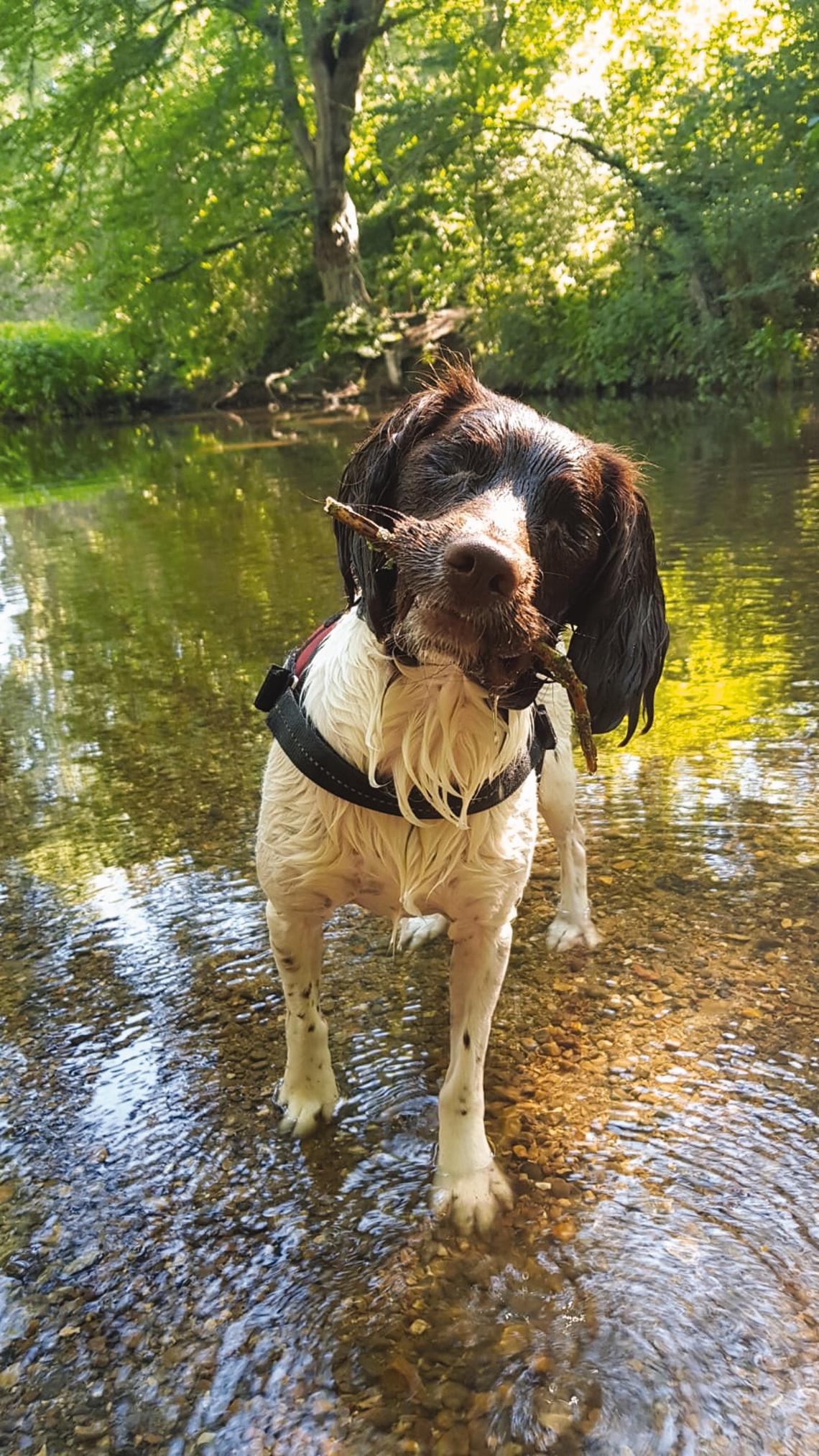 The management of glaucoma in cats and dogs to include medical and ...