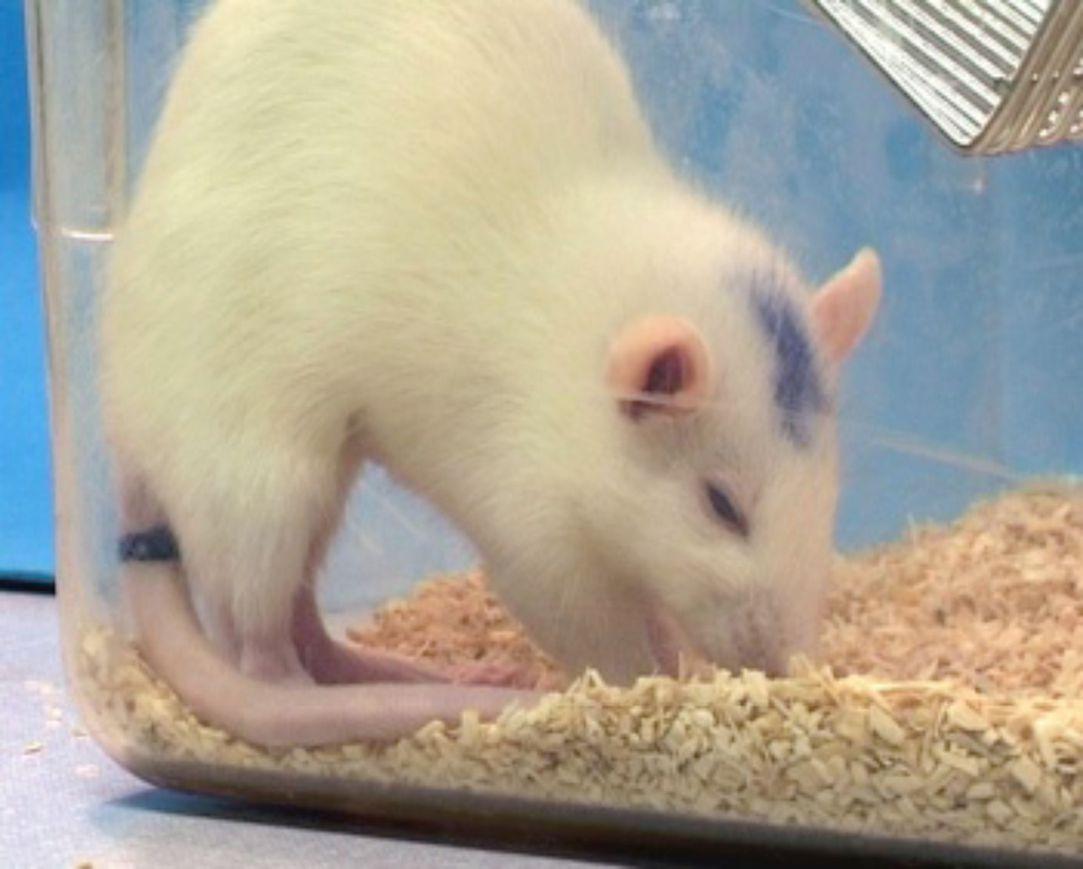 How do we assess pain in rodents in veterinary practice, what do we ...