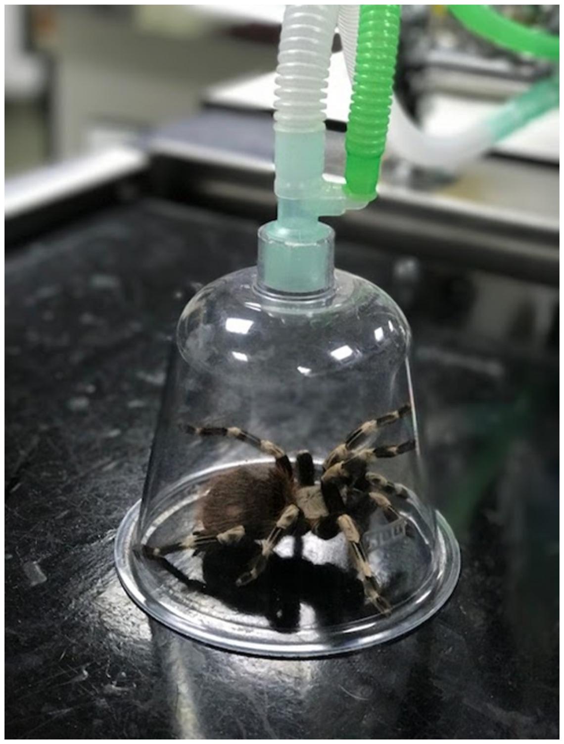 Dyskinetic syndrome in tarantula spiders (Theraphosidae) by Emily ...