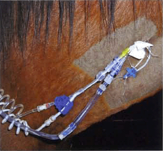 Intravenous fluid therapy in the horse by Shaun A. McKane - British Veterinary Nursing ...