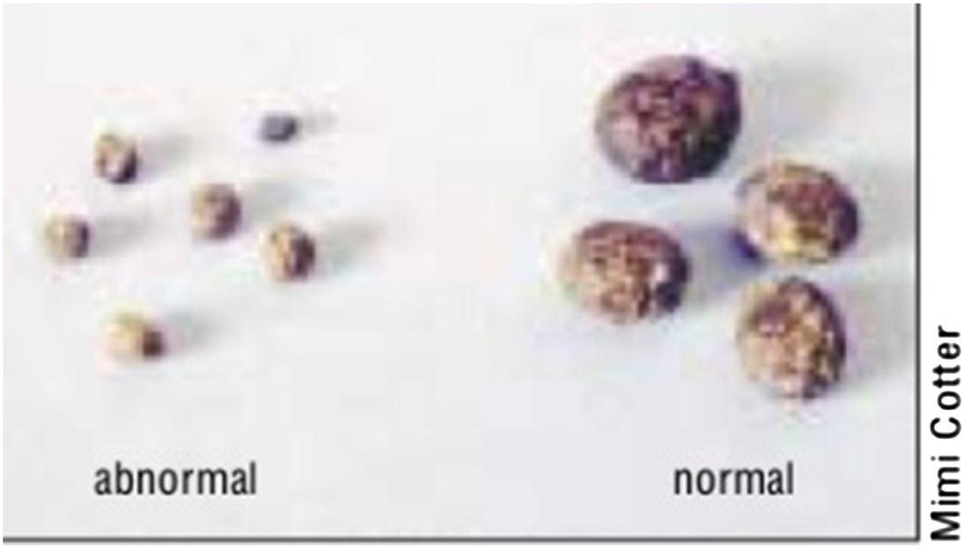 Ileus in rabbits – current thinking in treatment, nursing and ...