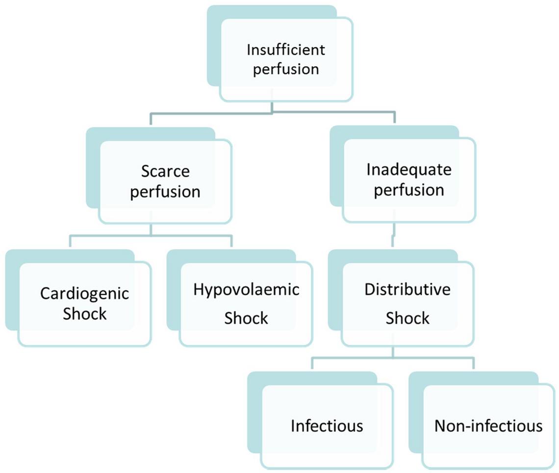 Treating systemic shock in adult equine patients by Veronica Brandel - British Veterinary ...