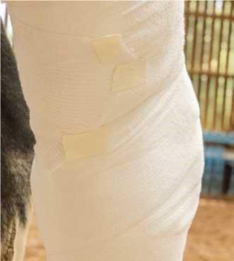 Best practice equine wound care and bandaging by Marie Claire ...