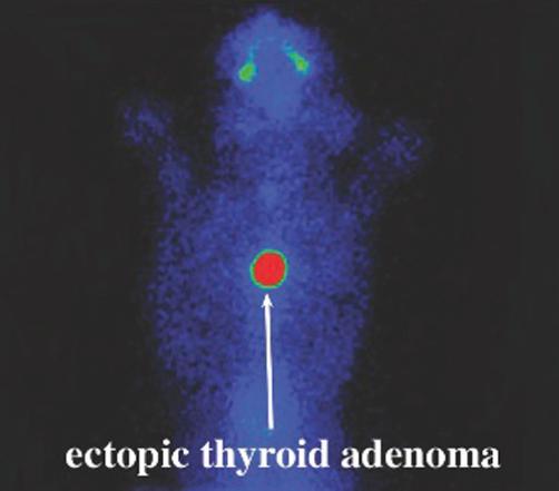 Feline hyperthyroidism Part One: Diagnosis by Kelly Druce - British ...