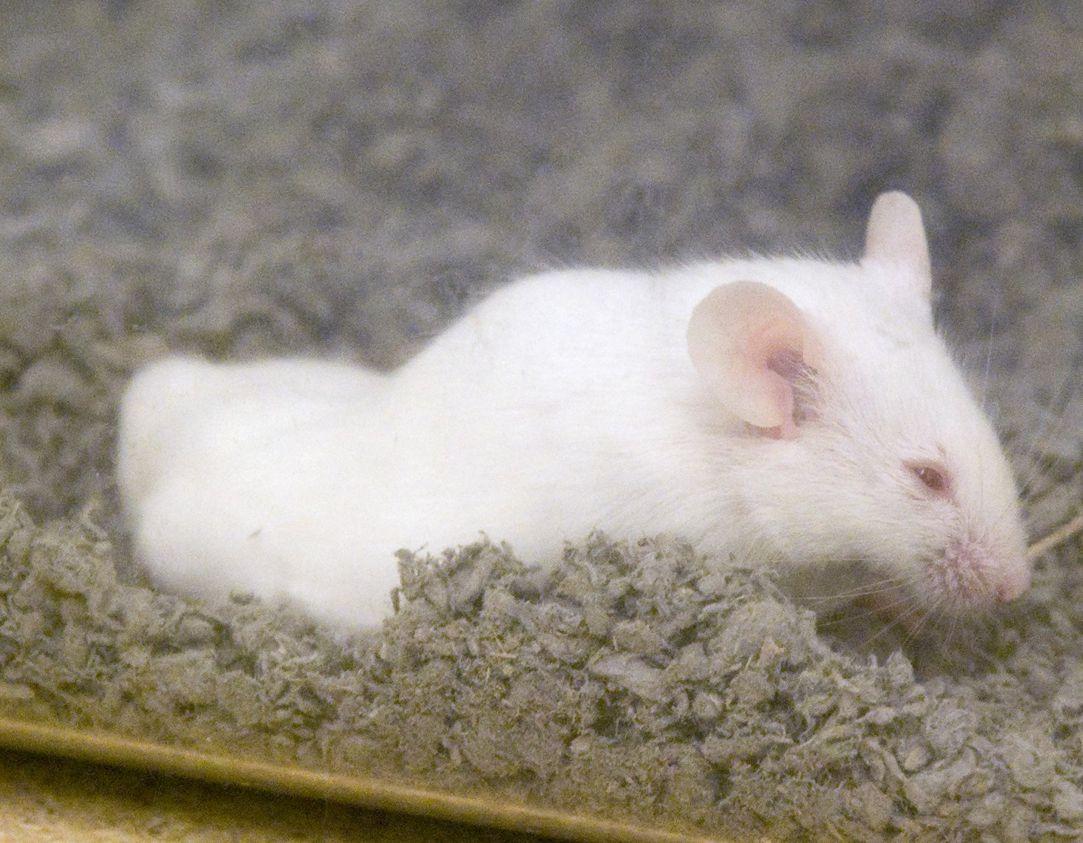 How do we assess pain in rodents in veterinary practice, what do we ...