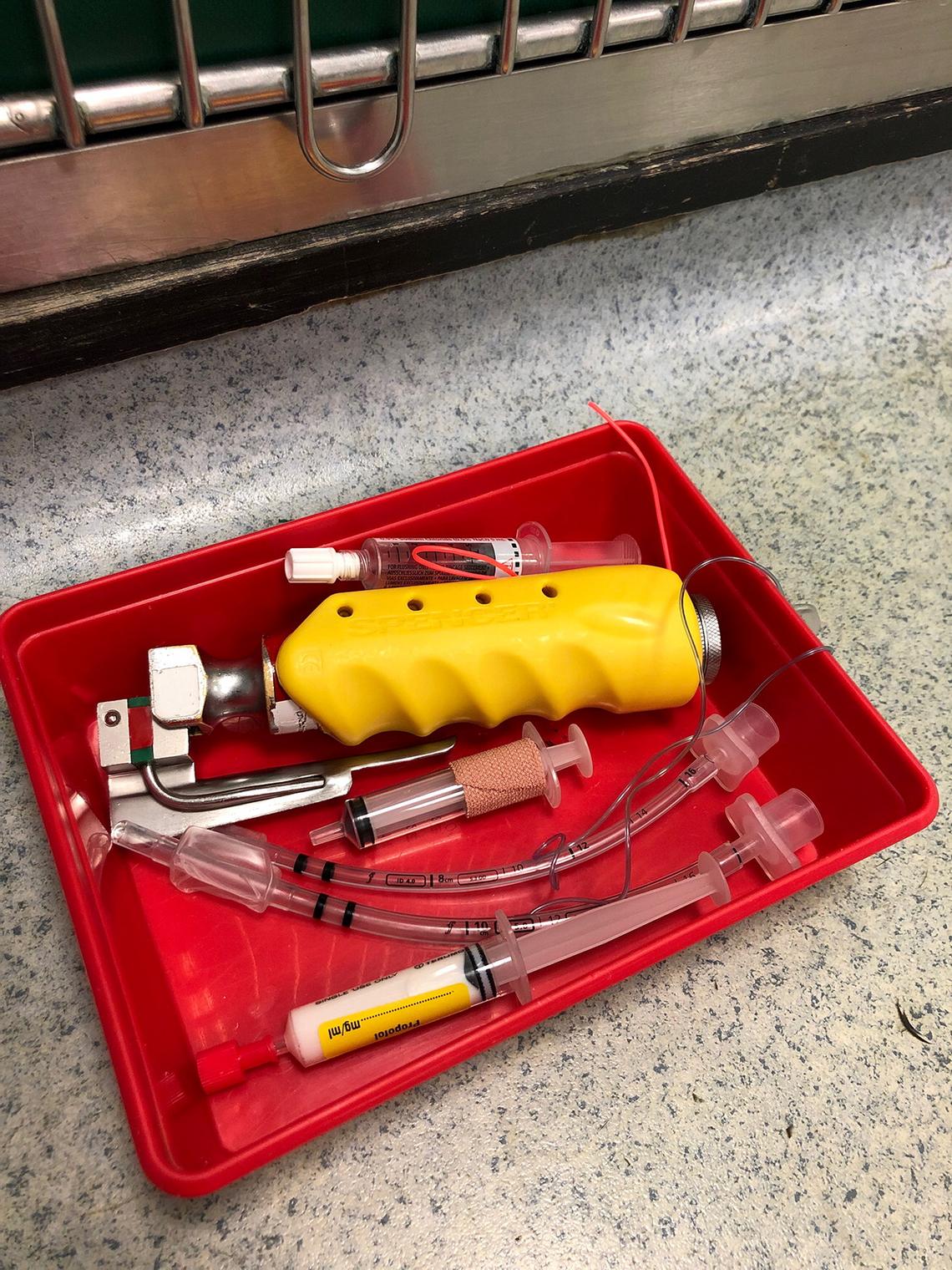 Brachycephalic anaesthesia, part 3: the post-anaesthetic period by ...