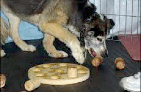 Canine cognitive dysfunction – recognition and treatment by Kelly Druce ...