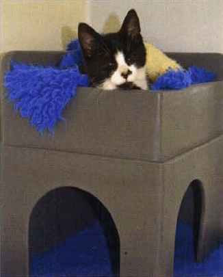 Helping cats cope with stress in veterinary practice by Nicky Trevorrow ...