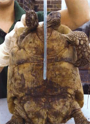 The importance of correct nutrition and husbandry in Hermann's ...