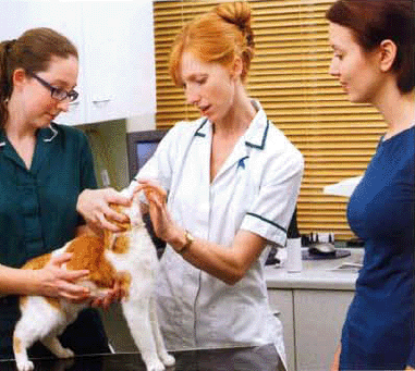 Client education benefits all: patient, client and practice by Emma ...