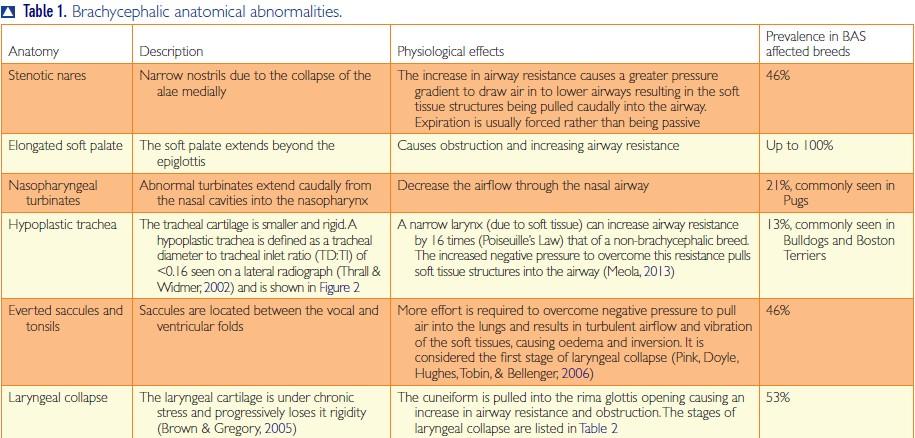 Brachycephalic anaesthesia, part 1: the pre-anaesthetic period by ...