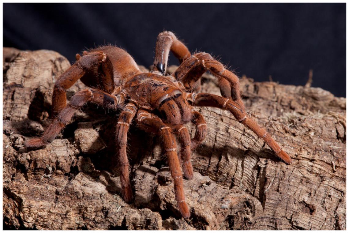 Dyskinetic syndrome in tarantula spiders (Theraphosidae) by Emily ...