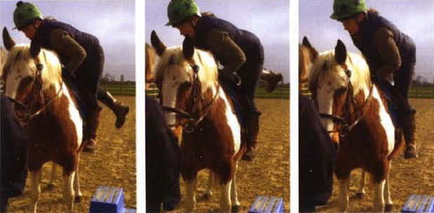 Behaviour modification and positive training techniques- an equine case ...