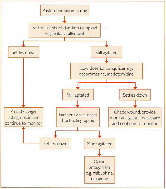 Controlled Drugs in veterinary practices by Nicola Ackerman - British ...
