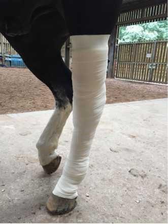 Best practice equine wound care and bandaging by Marie Claire ...