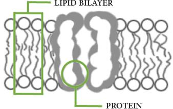 Basics of biochemistry by James Colver - British Veterinary Nursing ...