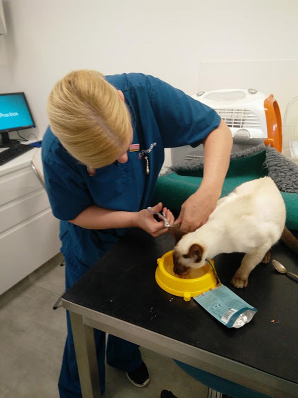 Literature review on the handling and restraint of cats in practice and ...