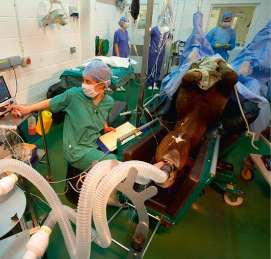 The equine theatre suite design and implementation by Catherine Lane ...