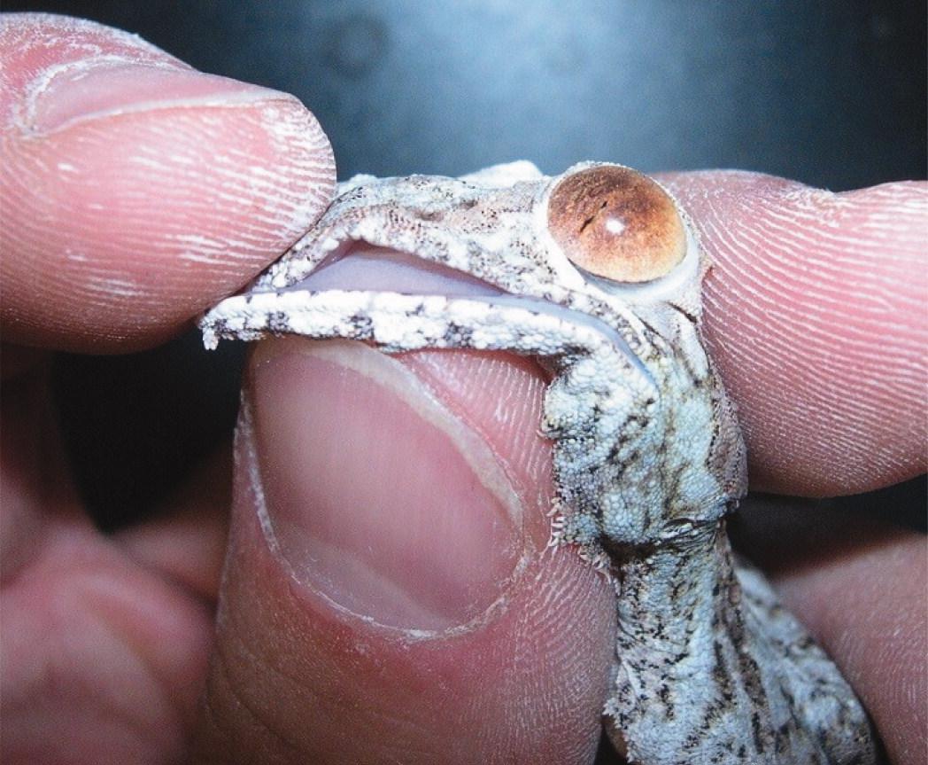 Nutritional secondary hyperparathyroidism in reptiles by Georgia Bell ...