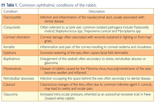 Nursing considerations for the ophthalmic rabbit patient by Amber Rose ...