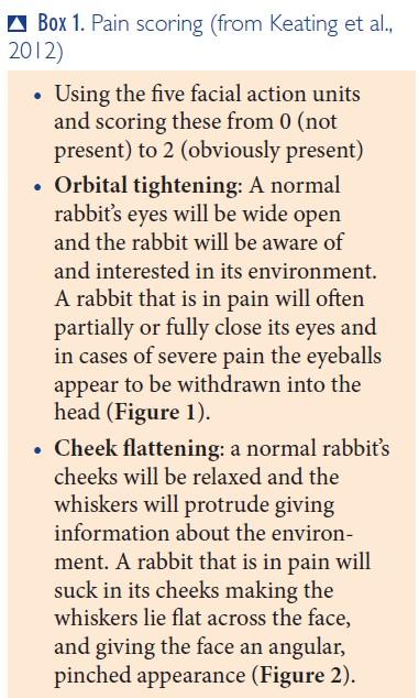 Analgesia and pain management in rabbits by Molly Varga - British ...