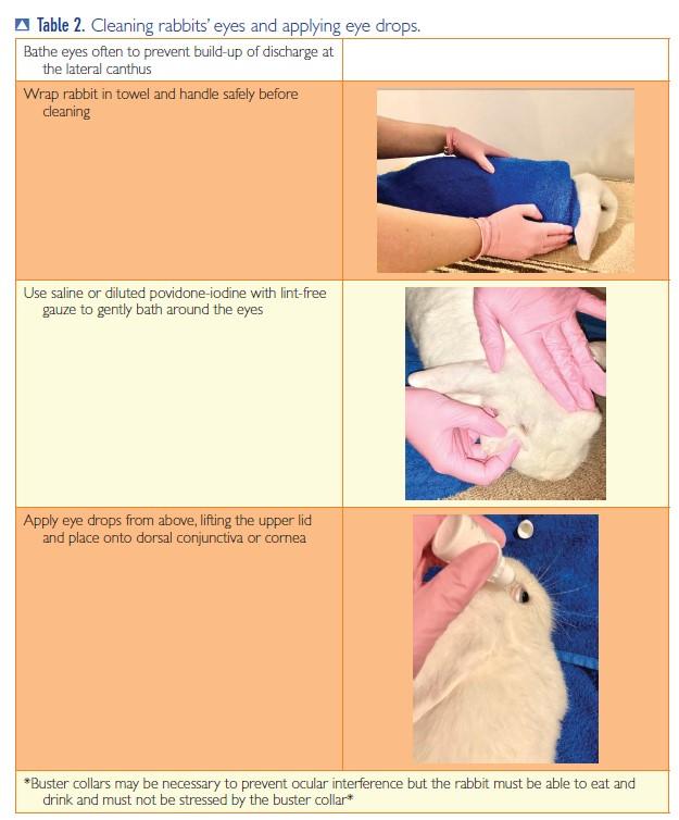 Nursing considerations for the ophthalmic rabbit patient by Amber Rose ...