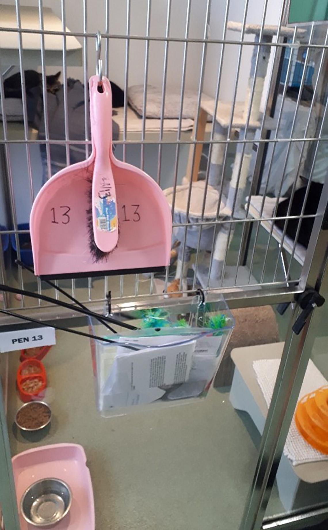 Celia Hammond Animal Trust - a day in the life of by April Louise ...