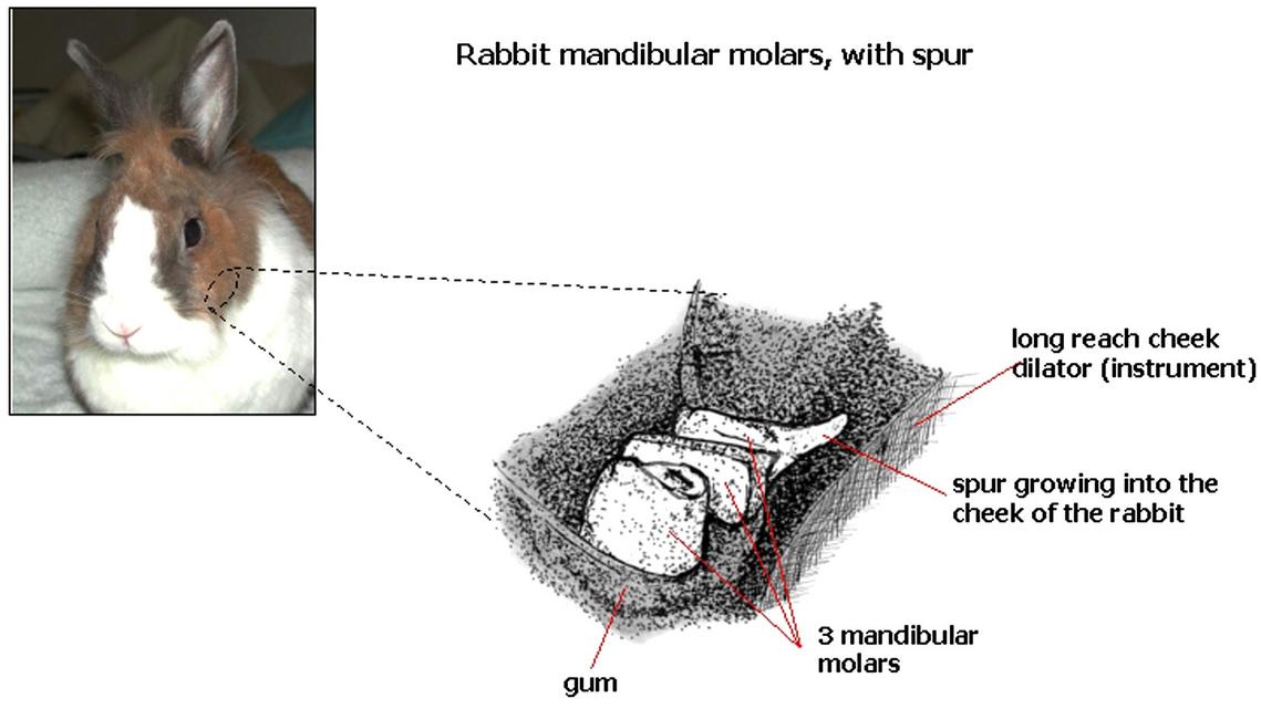 Dental disease in rabbits – malocclusion by Kelly Druce - British ...
