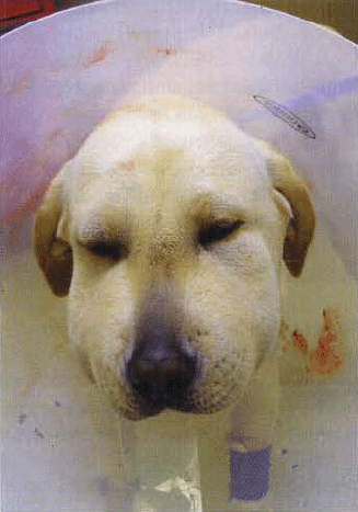 Pit viper envenomation in the United States by Brandy Tabor - British ...