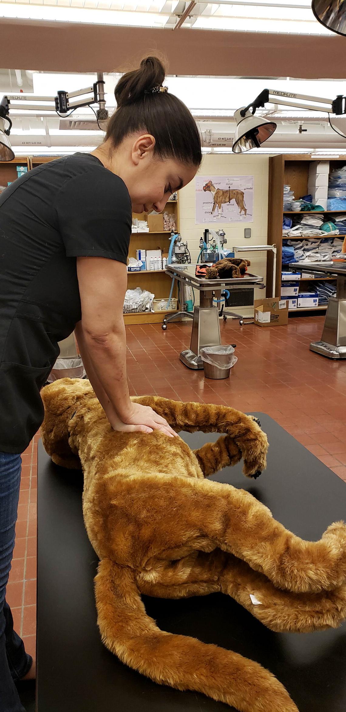 RECOVER CPR for veterinary nurses by Courtney Waxman - British ...